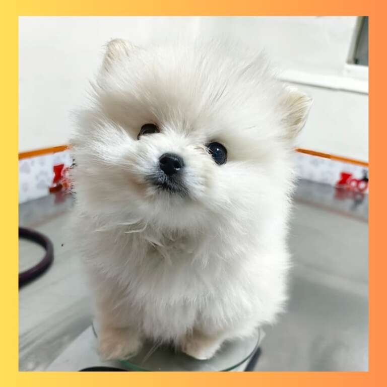 Clínica Zoovet – Clínica Veterinaria